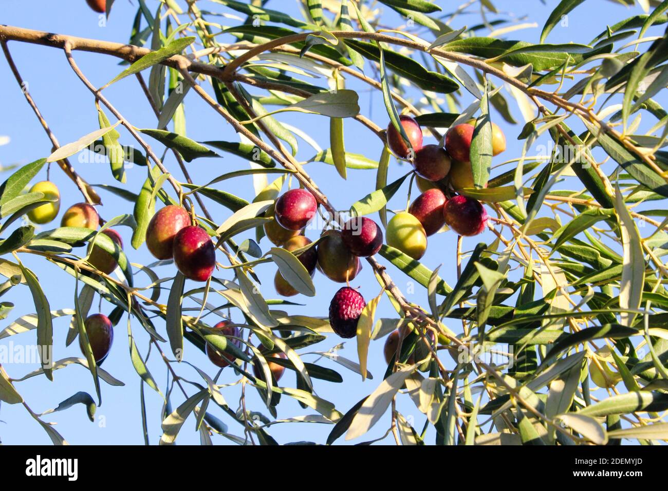 Olives of Manaki variety on olive tree branch in the outskirts of ...