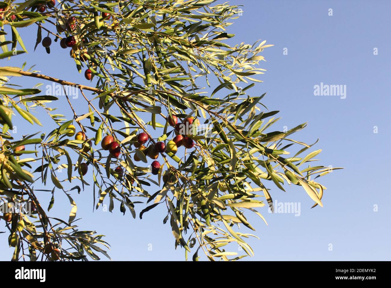 Olives of Manaki variety on olive tree branch in the outskirts of ...