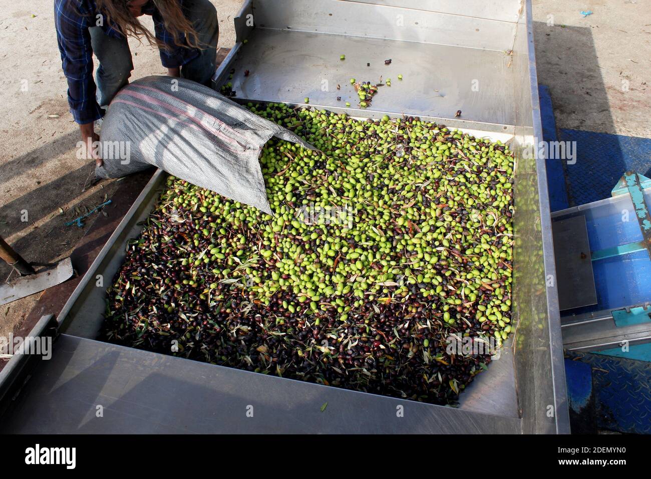Harvested olives on the press hopper of olive oil mill located in the ...