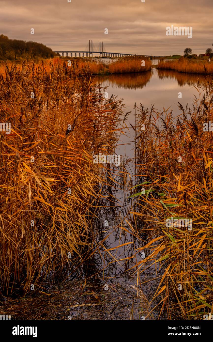 A beautiful picture of reeds that appear in red in the sunset light ...