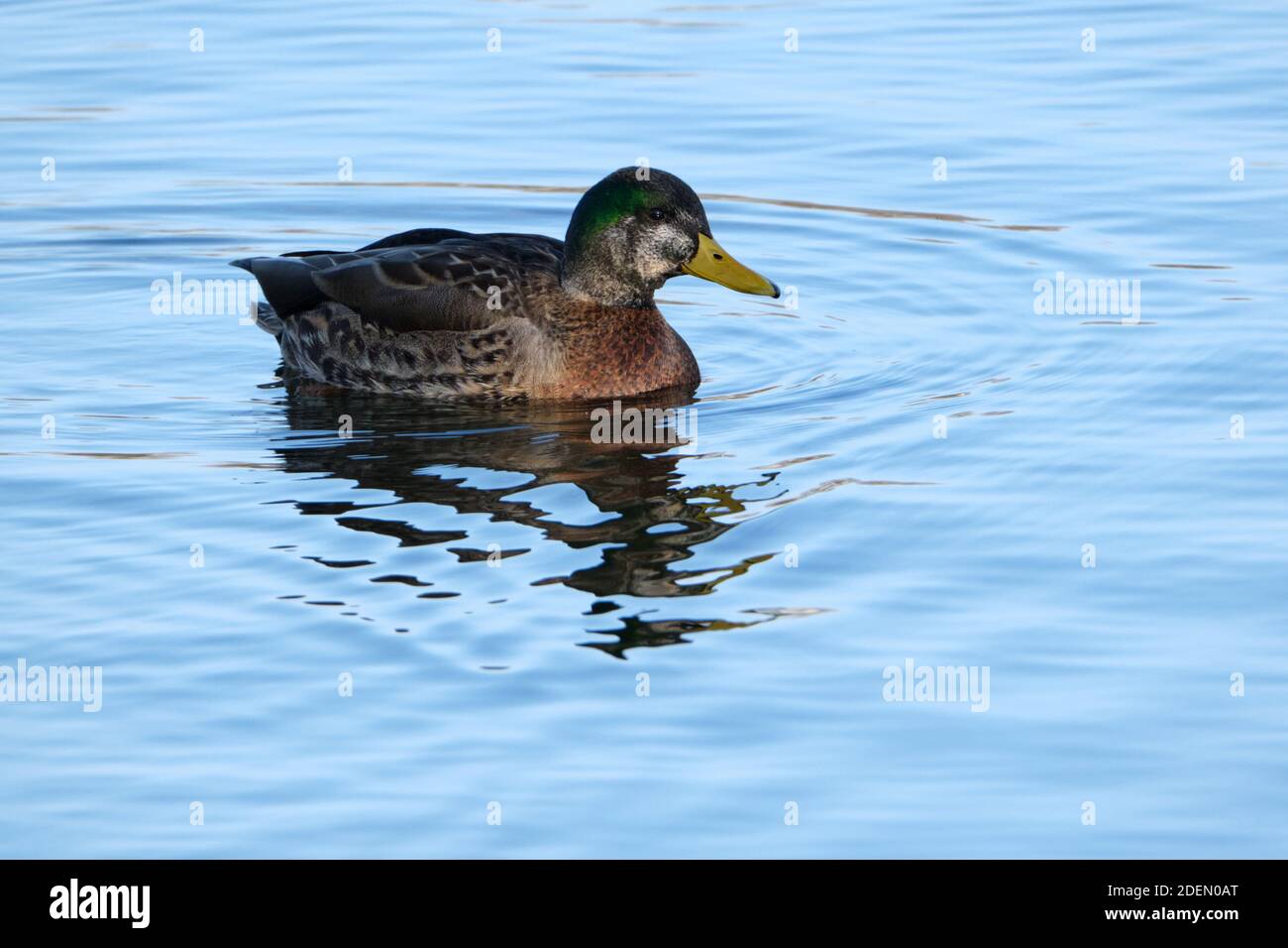 American Black Duck x Mallard hybrid featuring green head swimming on ...