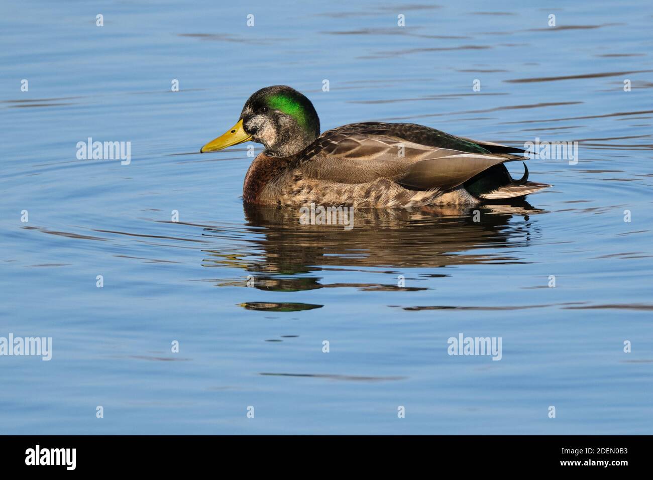 American Black Duck x Mallard hybrid featuring green head swimming on ...