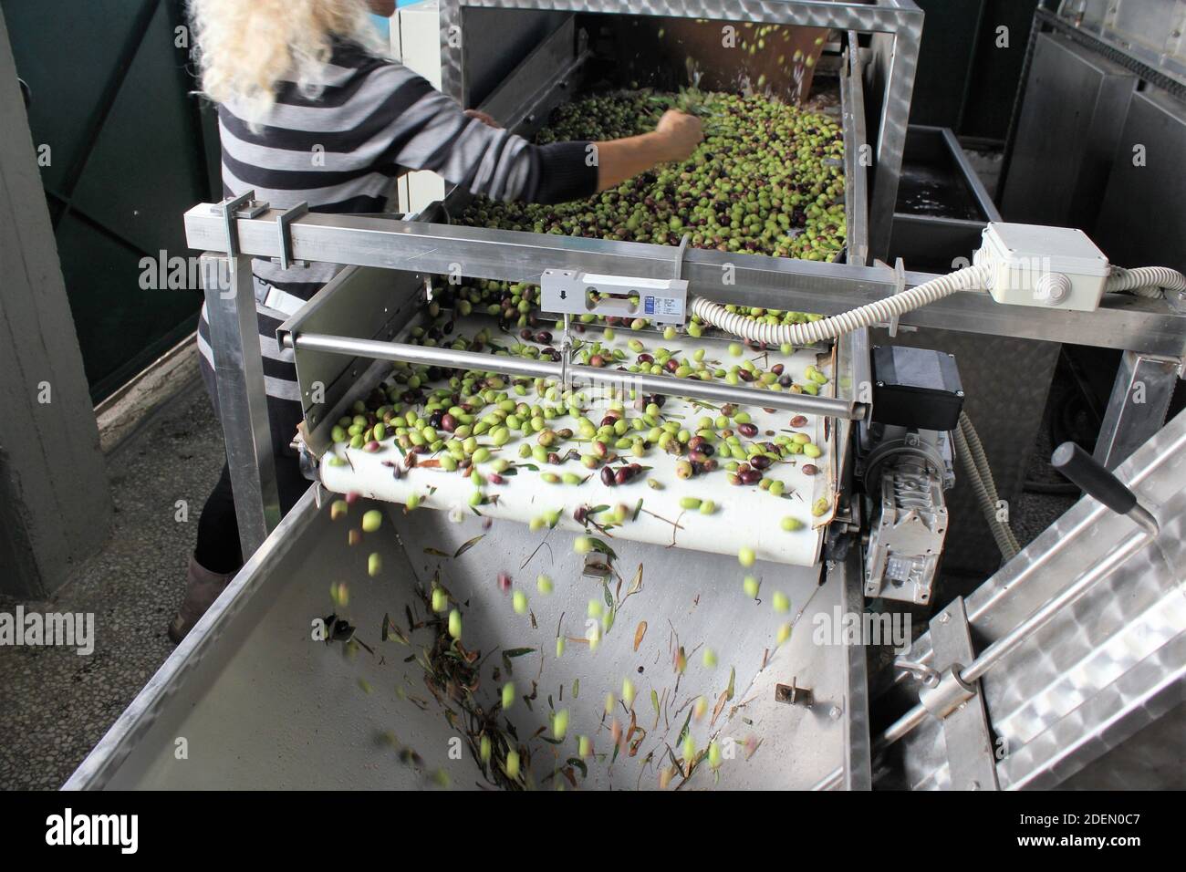 Removal of olive leaves in olive oil mill during extra virgin olive oil ...