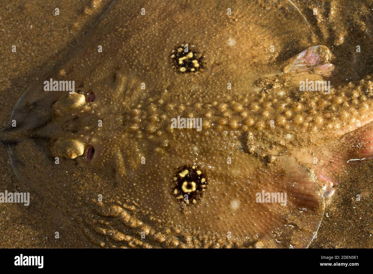 Skeleton of salmon hi-res stock photography and images - Alamy