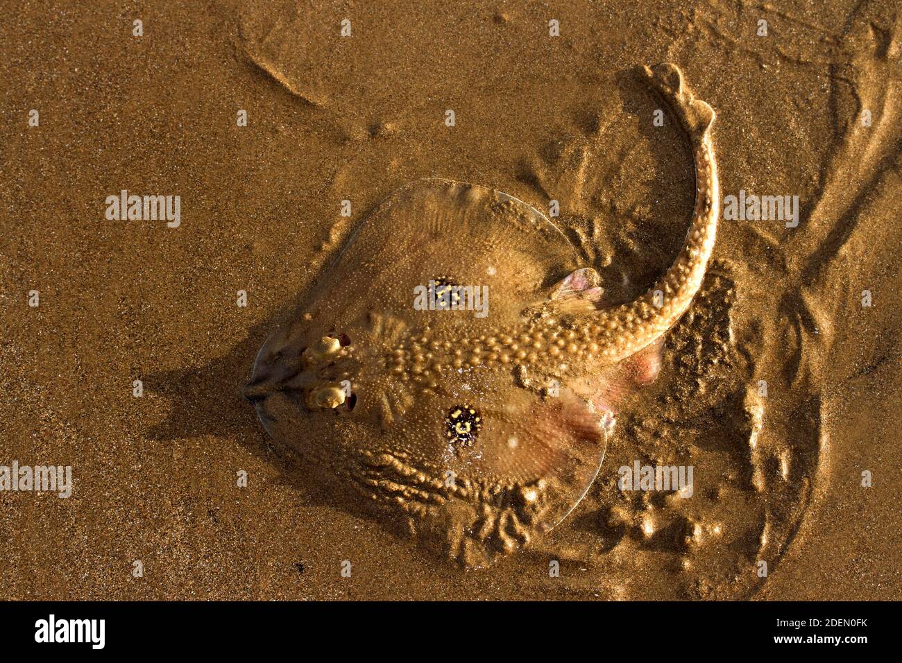 Skeleton of salmon hi-res stock photography and images - Alamy