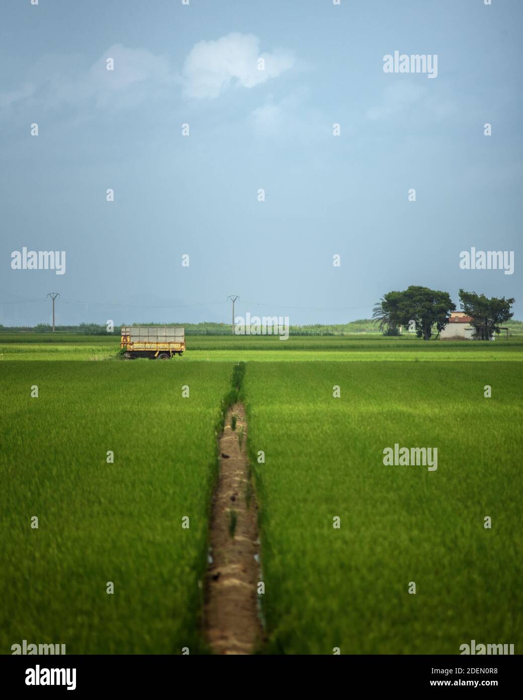Two green rice fields divided by a mud line towards the horizon Stock ...