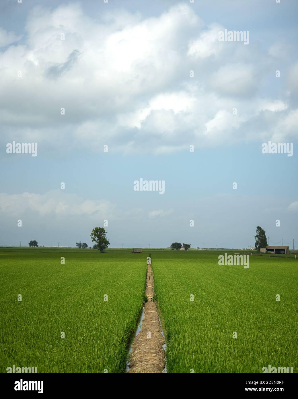 Two green rice fields divided by a mud line towards the horizon Stock ...