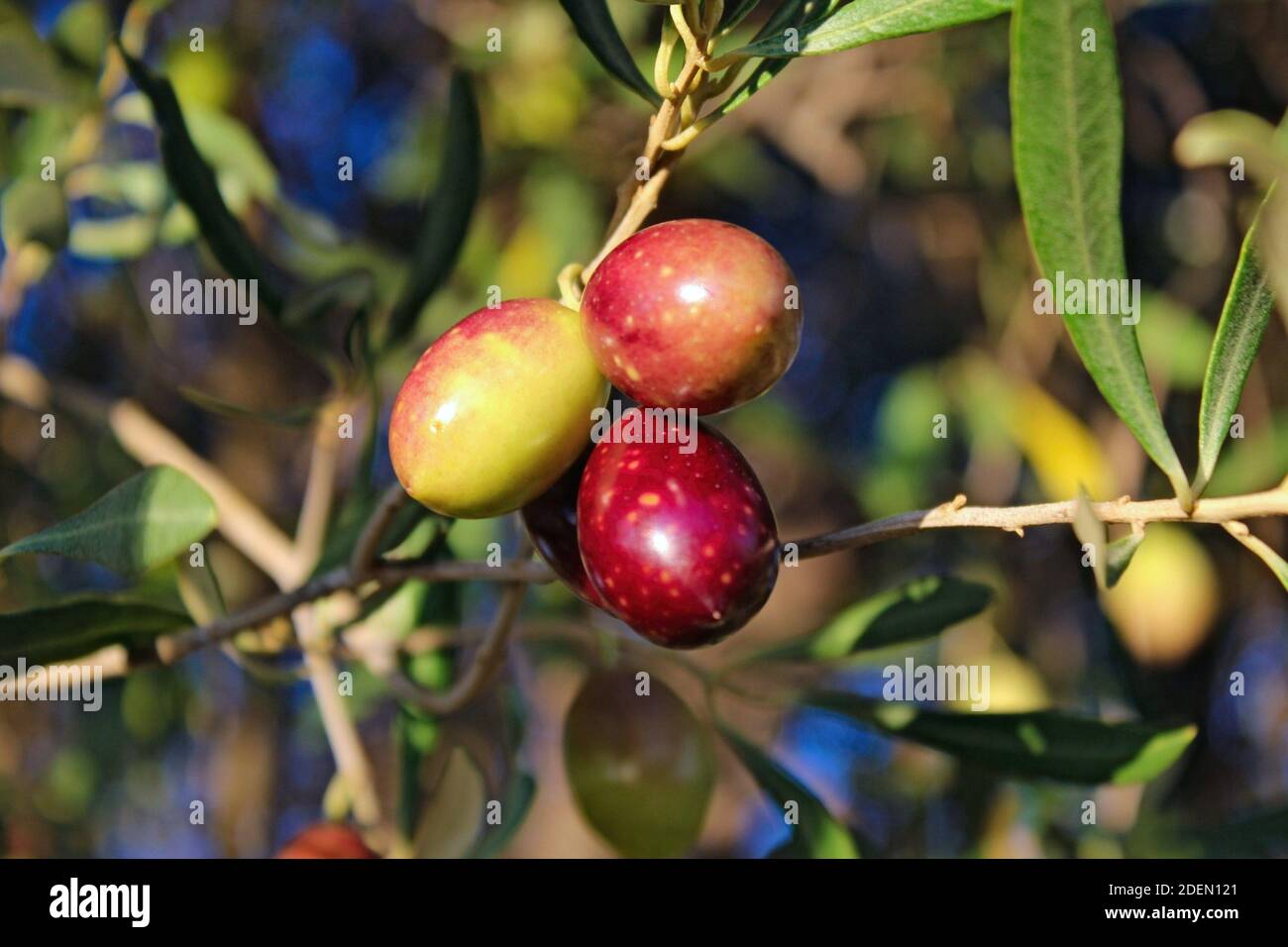 Olives of Manaki variety on olive tree branch in the outskirts of ...