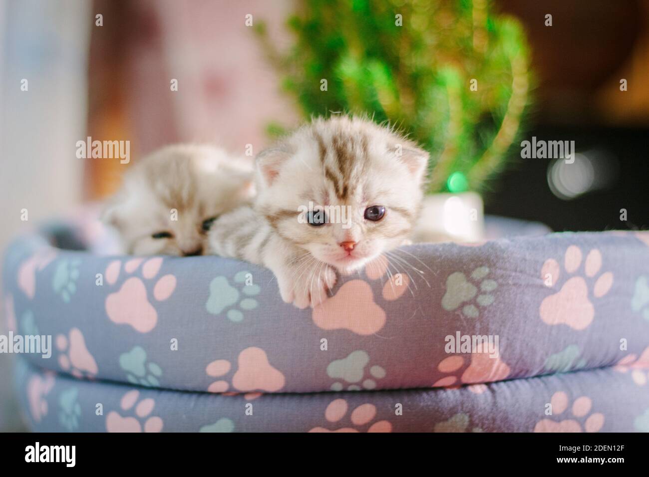 Two adorable little kittens sitting in a pet pad Stock Photo - Alamy