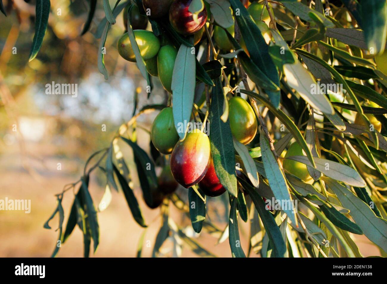 Olives of Manaki variety on olive tree branch in the outskirts of ...