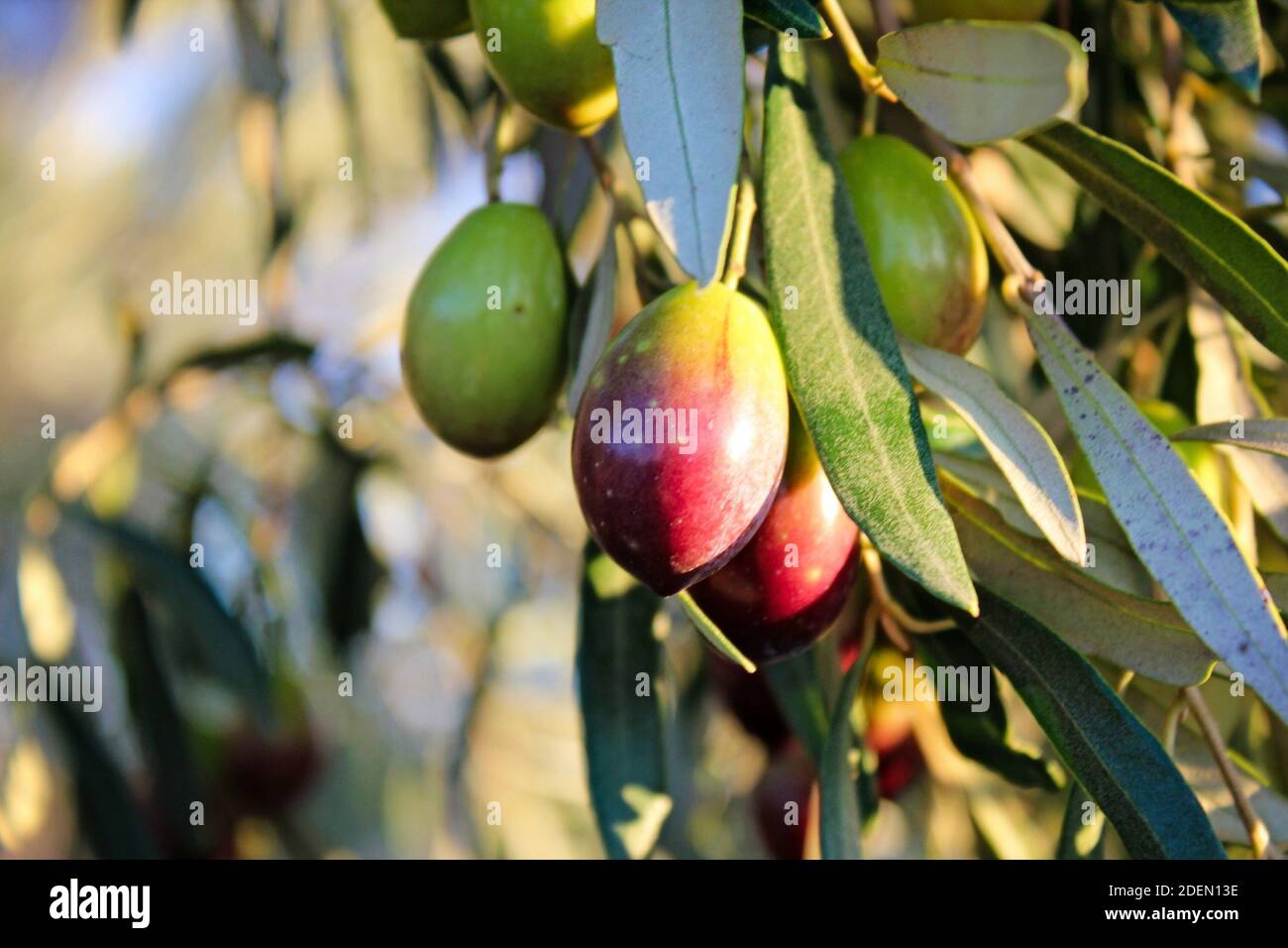 Olives of Manaki variety on olive tree branch in the outskirts of ...