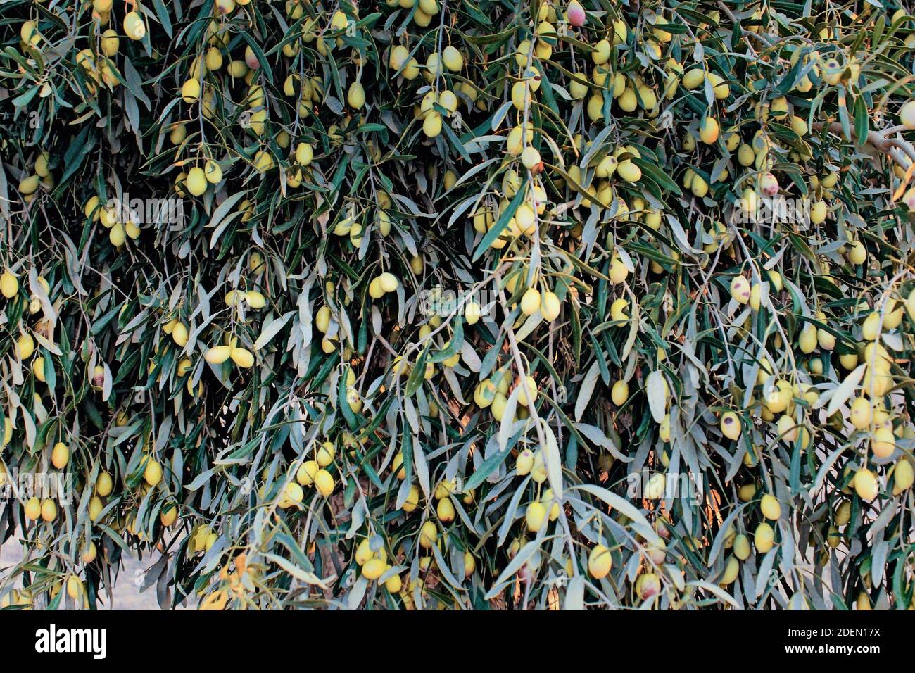 Olives of Manaki variety on olive tree branch in the outskirts of ...
