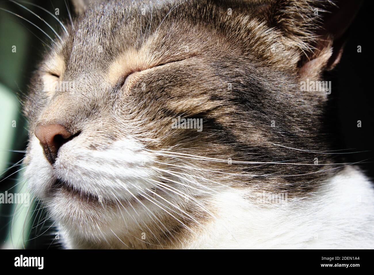 Portrait of a cute cat resting under the sun Stock Photo - Alamy