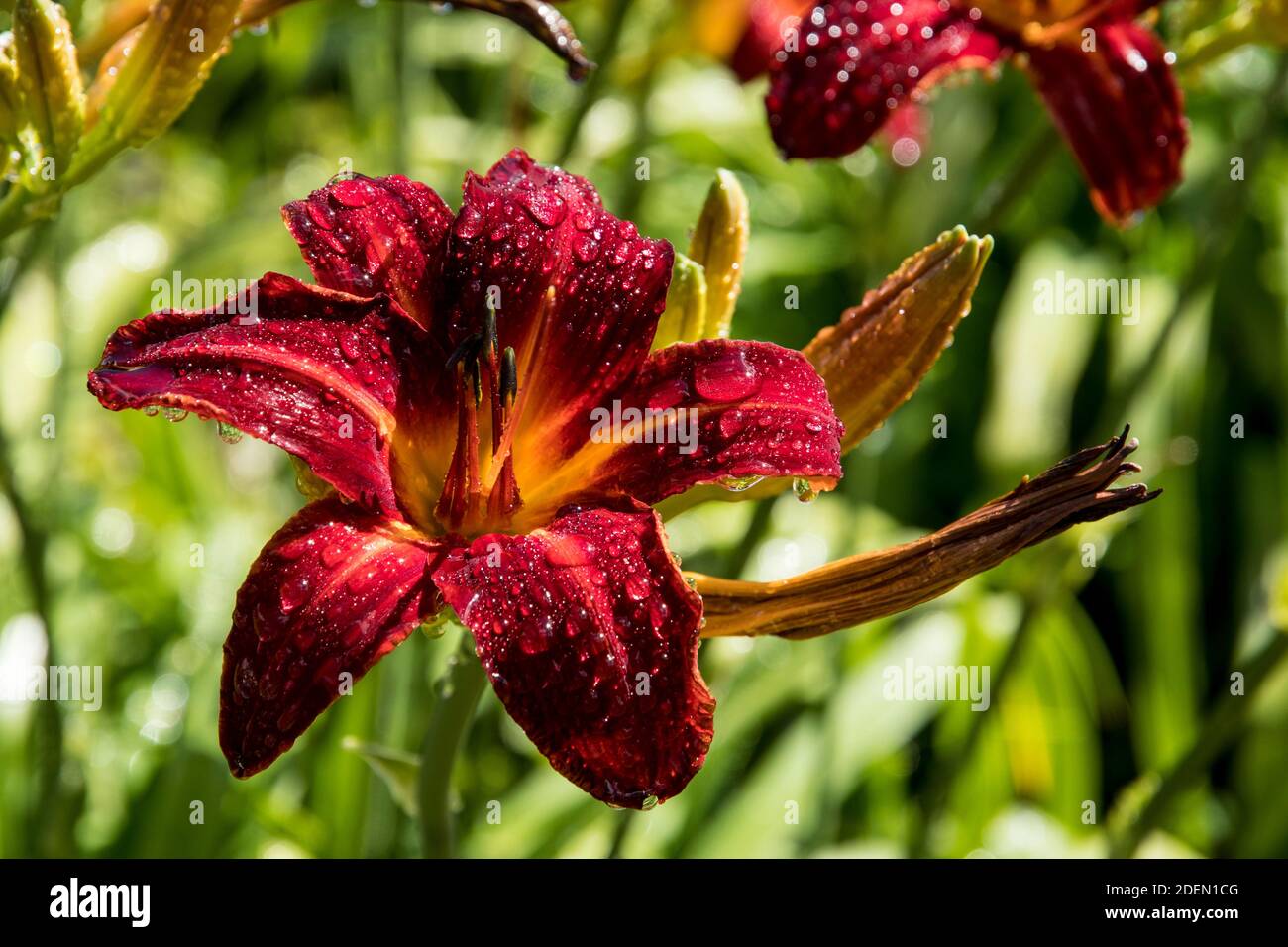 Wet flower hi-res stock photography and images - Alamy