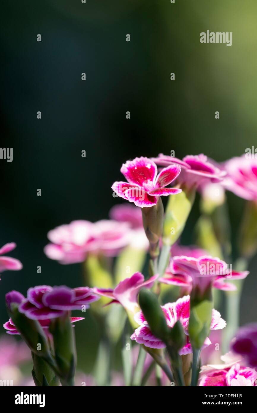 Carnation hardy carnation hi-res stock photography and images - Alamy
