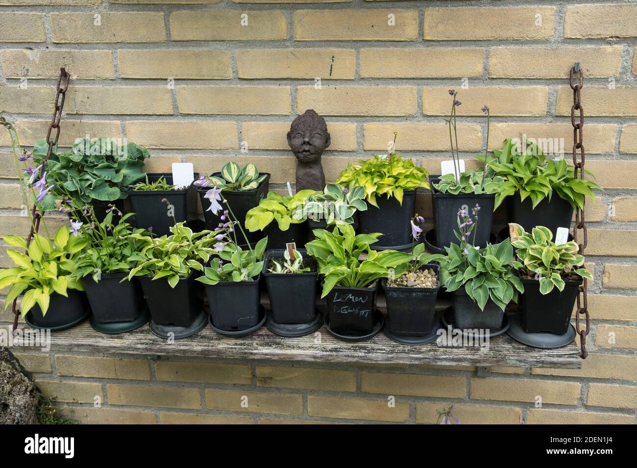 Collection of Hosta's Stock Photo - Alamy