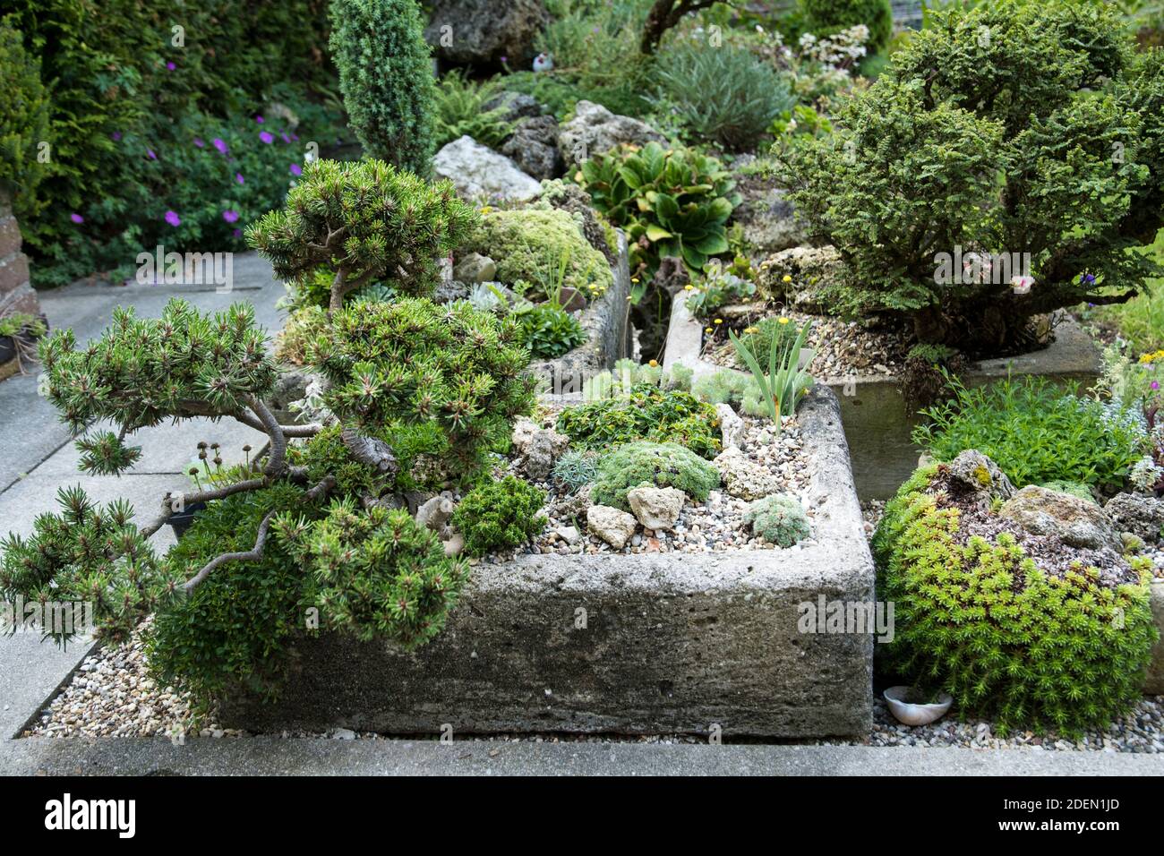 Troughs with conifers and shrubs Stock Photo - Alamy
