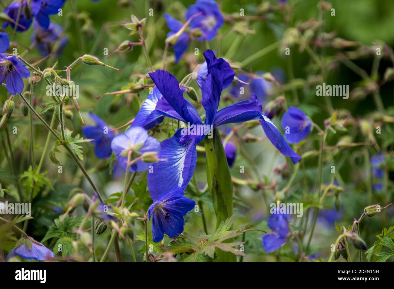 Iris hollandica between Geranium Stock Photo - Alamy