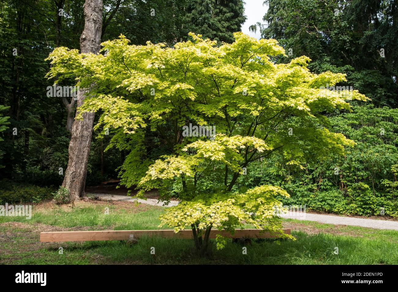 Acer palmatum 'Orange Dream' Stock Photo - Alamy