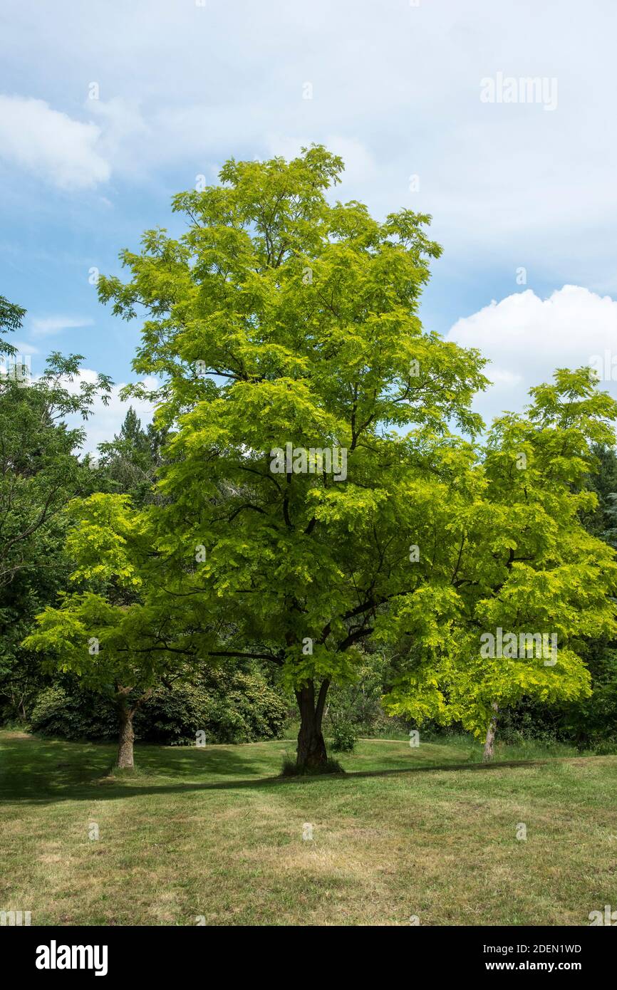 A fine example of the tree Robinia pseudoacacia 'Frisia' Stock Photo ...