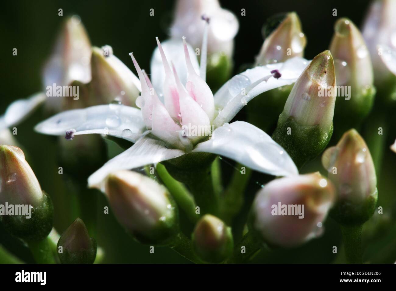 Jade geldbaum hi-res stock photography and images - Alamy