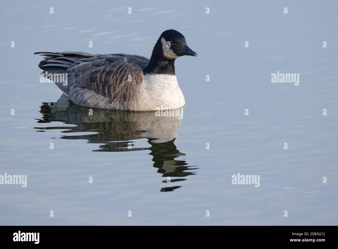 Short necked goose hi-res stock photography and images - Alamy