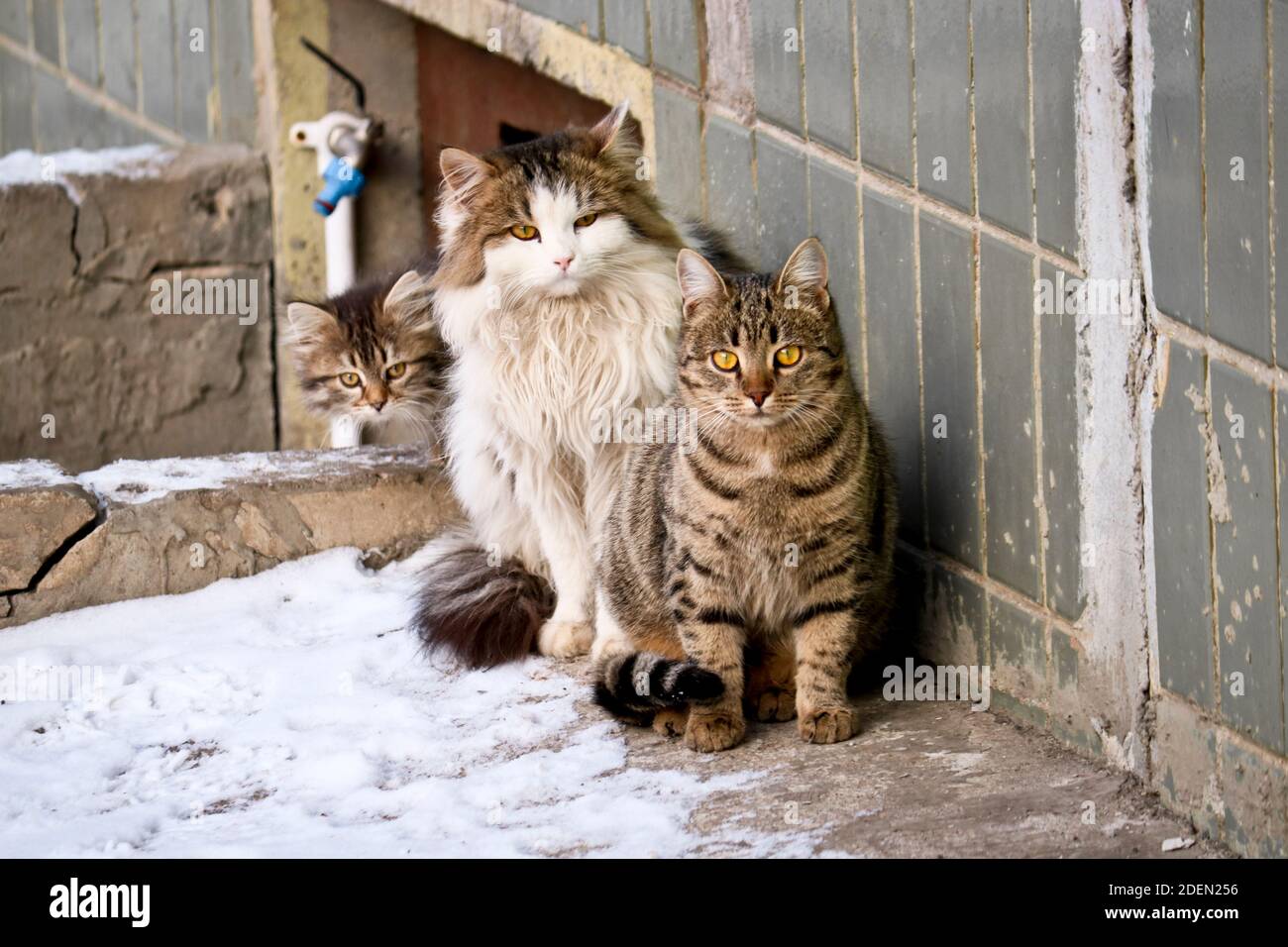 A family of street homeless cats - mom, dad and a kitten are sitting ...