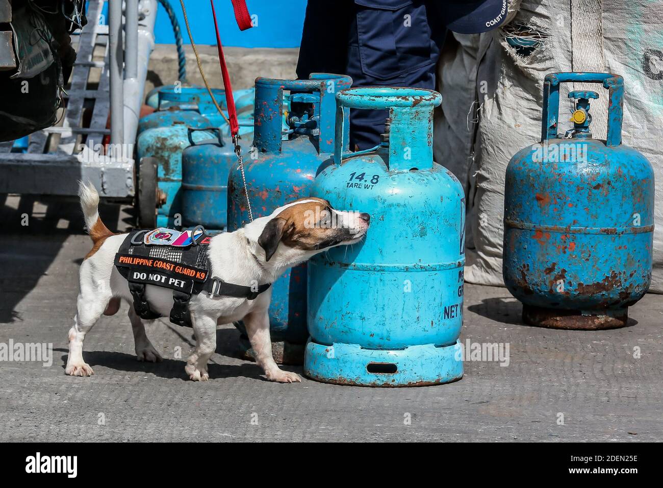Manila, Philippines. 1st Dec, 2020. A bomb-sniffing dog from the K9 ...