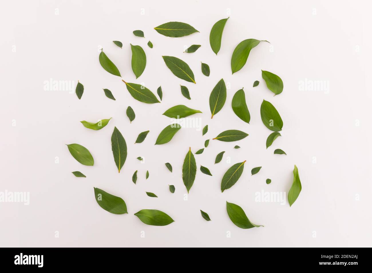 Group of multiple green leaves scattered in circle on white background ...