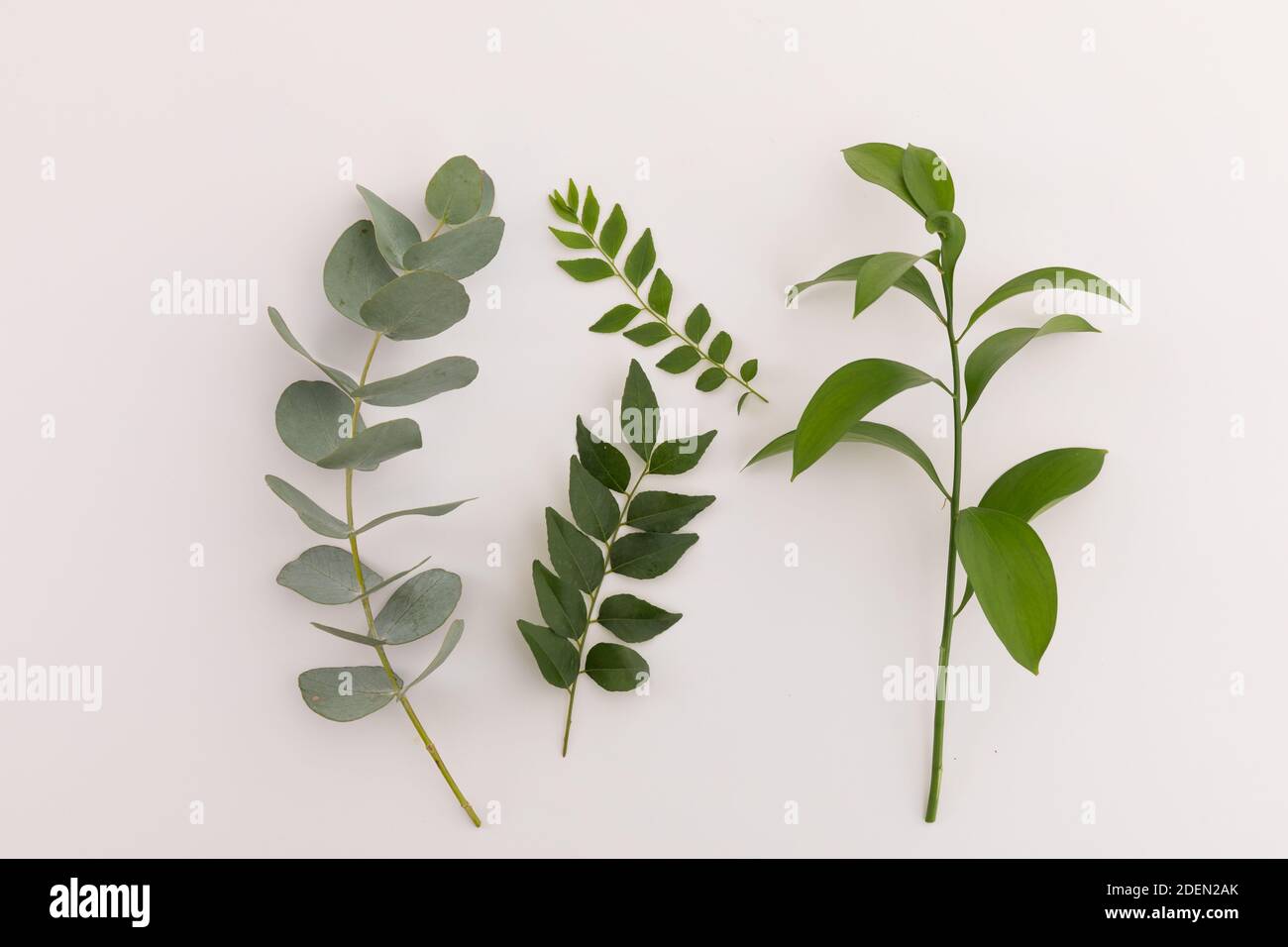 Group of multiple green leaves on white background Stock Photo - Alamy