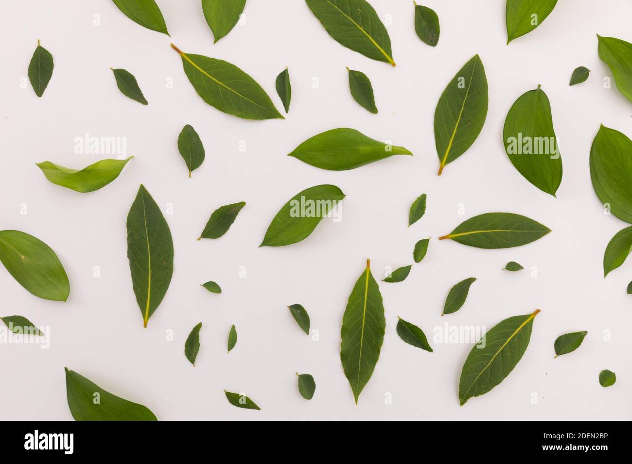 Group of multiple green leaves scattered on white background Stock ...