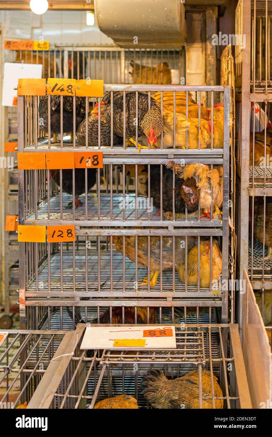 Alive Chickens in Cages at Farmers Market in Hong Kong Stock Photo - Alamy