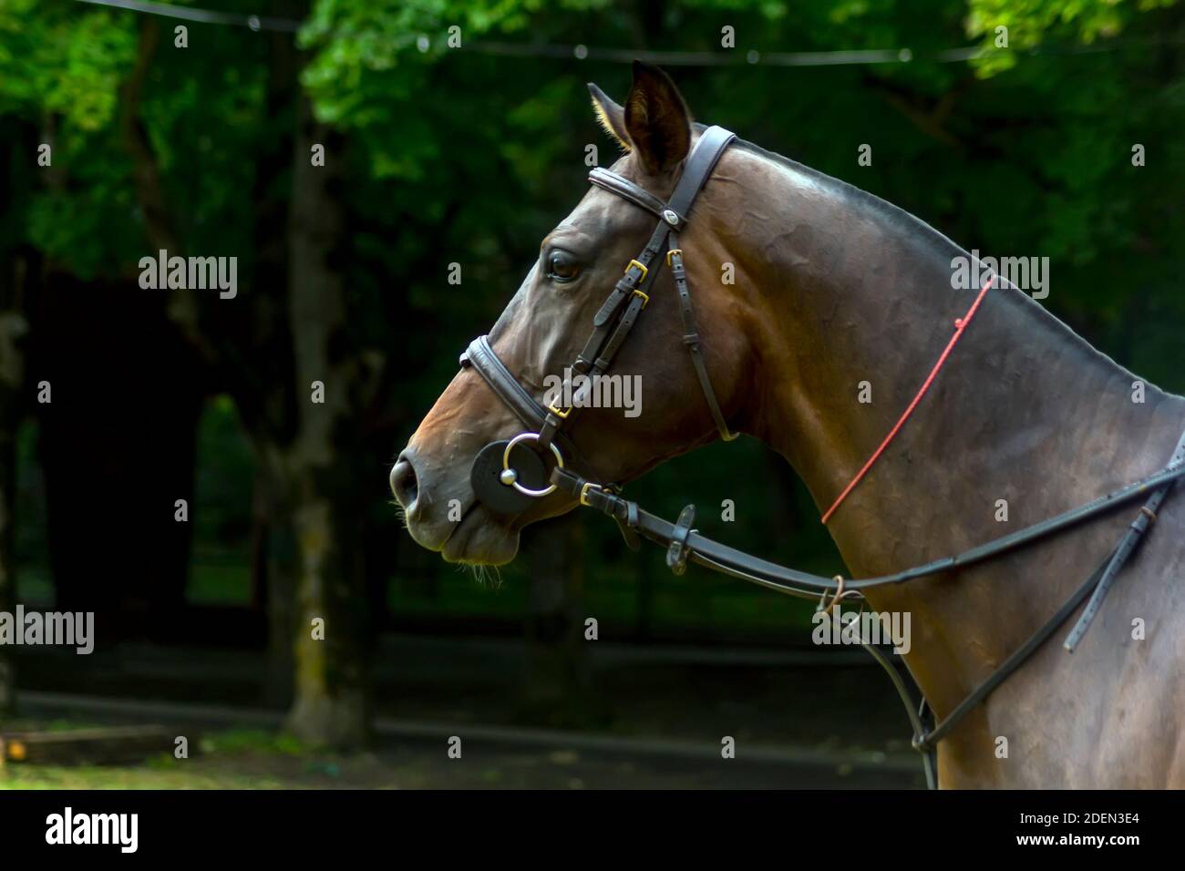 Portrait of a beautiful thoroughbred horse in profile Stock Photo - Alamy