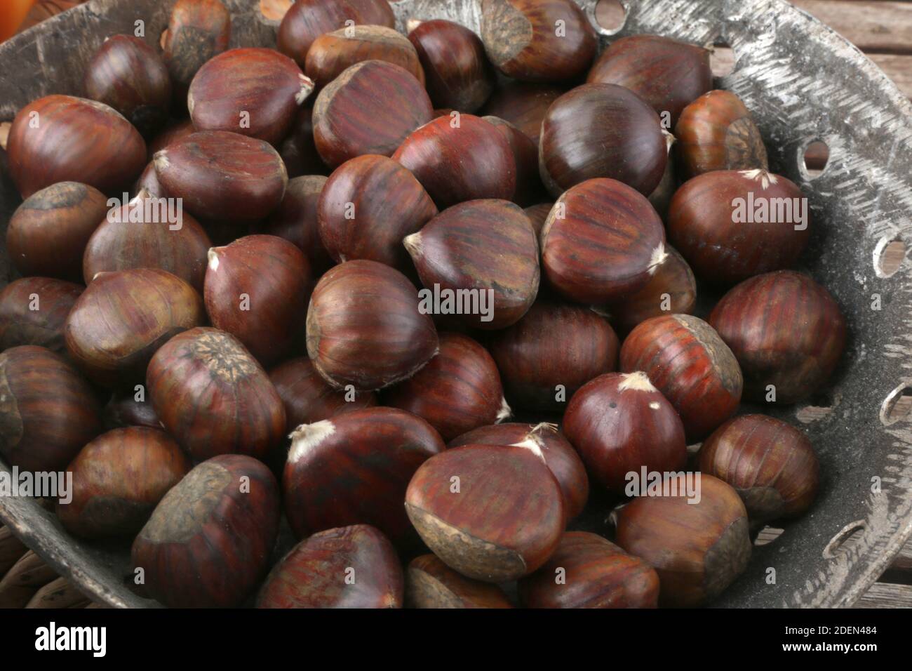 chestnut group as seasonal autumn fruit Stock Photo - Alamy