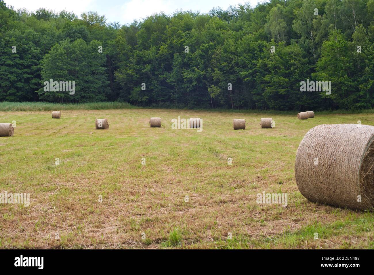 forest meadow, lying hay in bales Stock Photo - Alamy