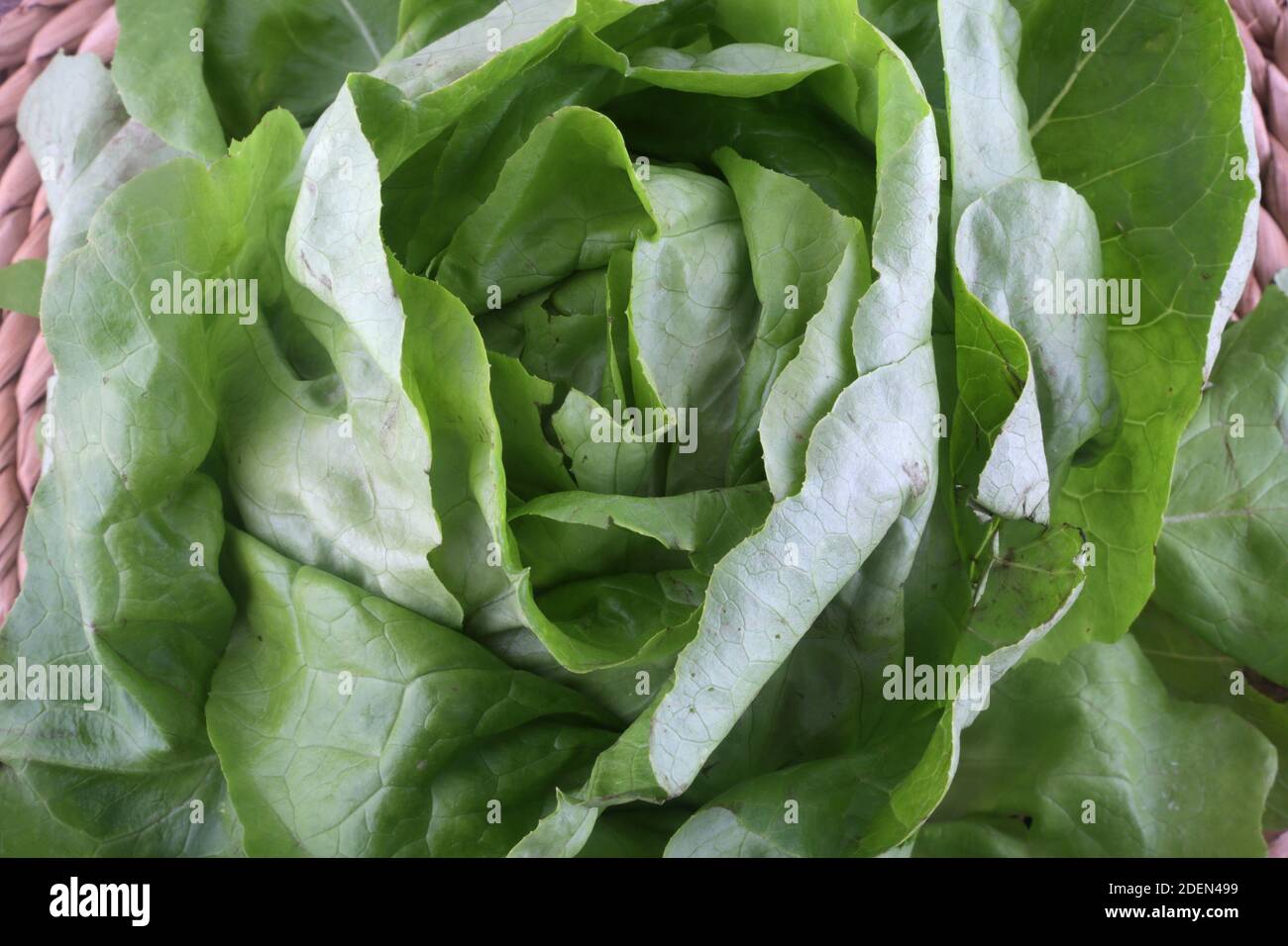 green lettuce for salad as vegan ingredient food Stock Photo - Alamy