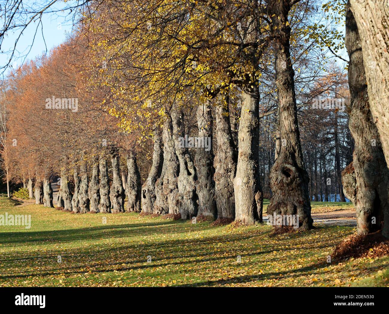 Linden park road hi-res stock photography and images - Alamy