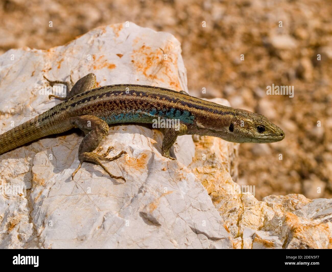 peloponnese wall lizard, podarcis peloponnesiaca in greece Stock Photo ...