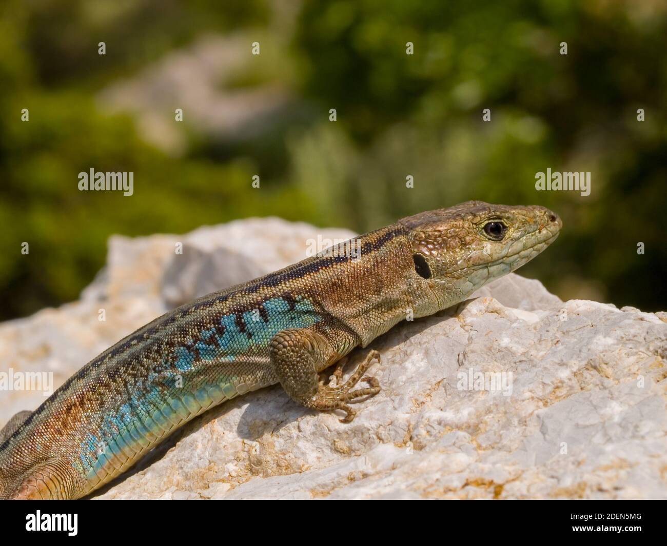 peloponnese wall lizard, podarcis peloponnesiaca in greece Stock Photo ...