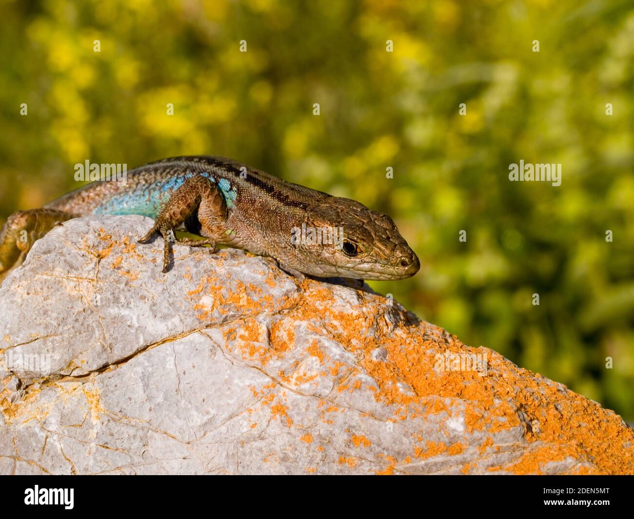 peloponnese wall lizard, podarcis peloponnesiaca in greece Stock Photo ...