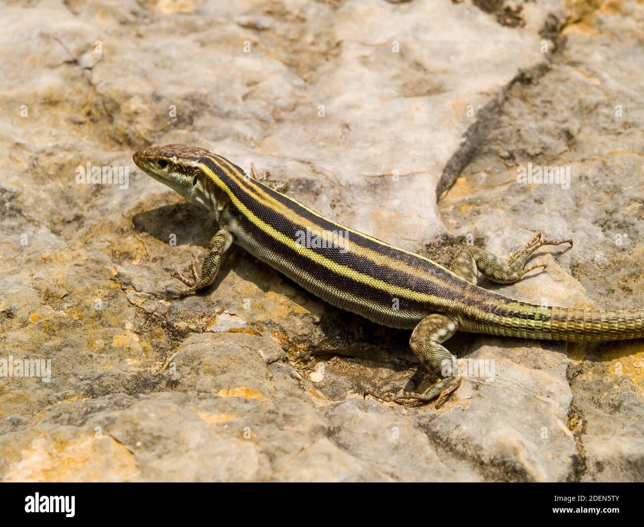 peloponnese wall lizard, podarcis peloponnesiaca in greece Stock Photo ...