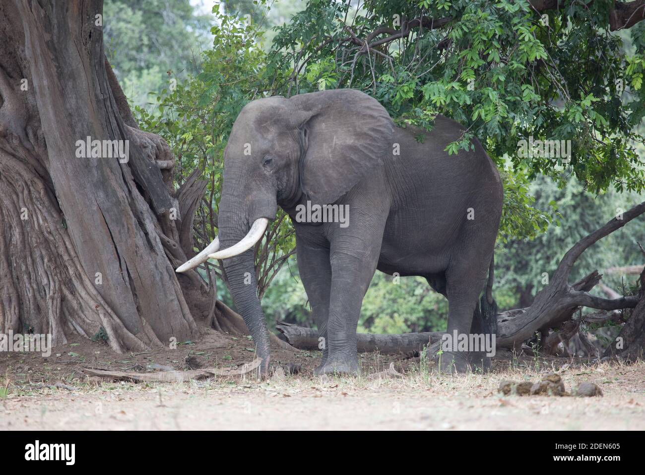 Conservation threatened hi-res stock photography and images - Alamy