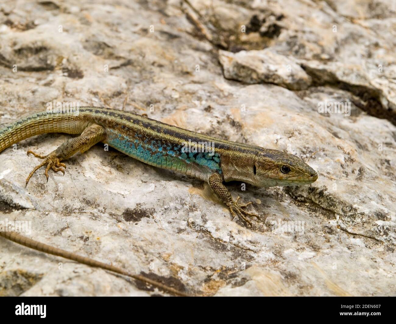 peloponnese wall lizard, podarcis peloponnesiaca in greece Stock Photo ...