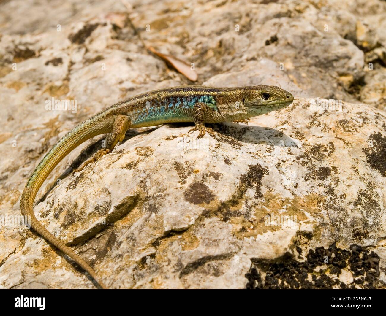 peloponnese wall lizard, podarcis peloponnesiaca in greece Stock Photo ...