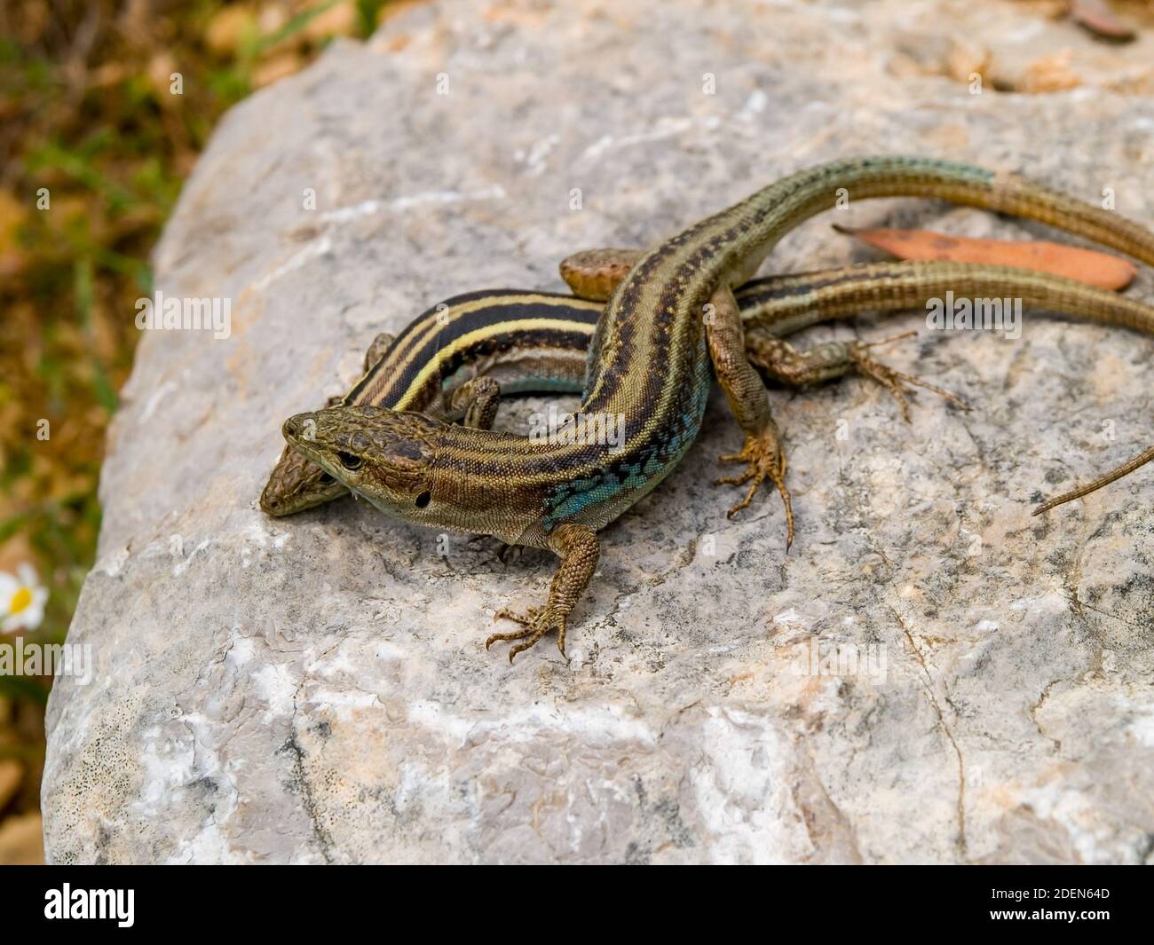 peloponnese wall lizard, podarcis peloponnesiaca in greece Stock Photo ...
