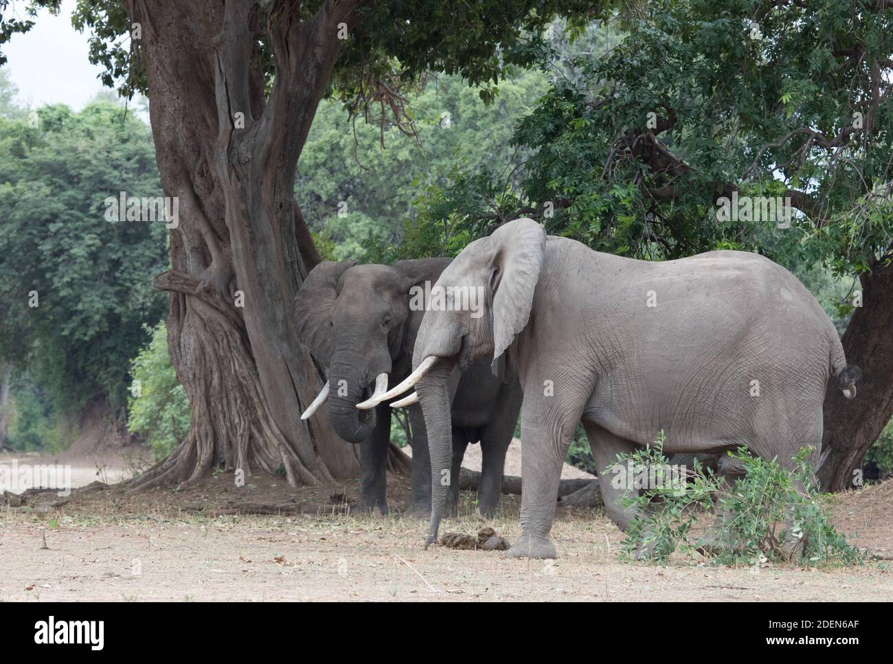 Two mature African elephant bulls socialising together on the Zambezi ...