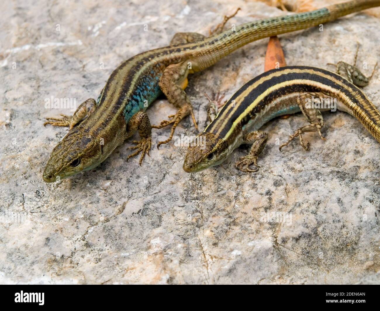 peloponnese wall lizard, podarcis peloponnesiaca in greece Stock Photo ...