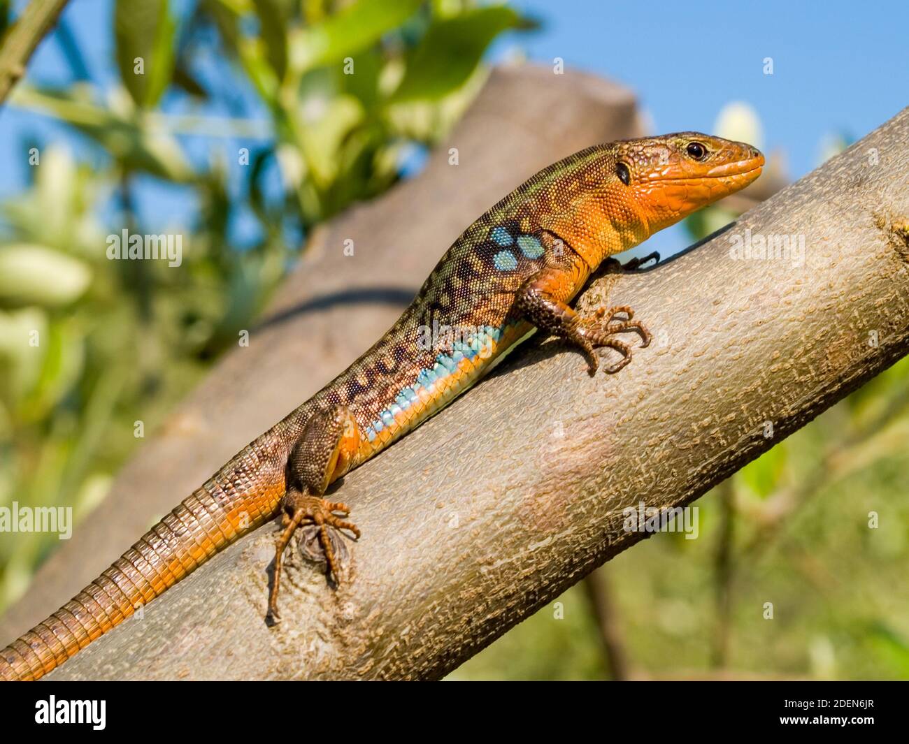 peloponnese wall lizard, podarcis peloponnesiaca in greece Stock Photo ...