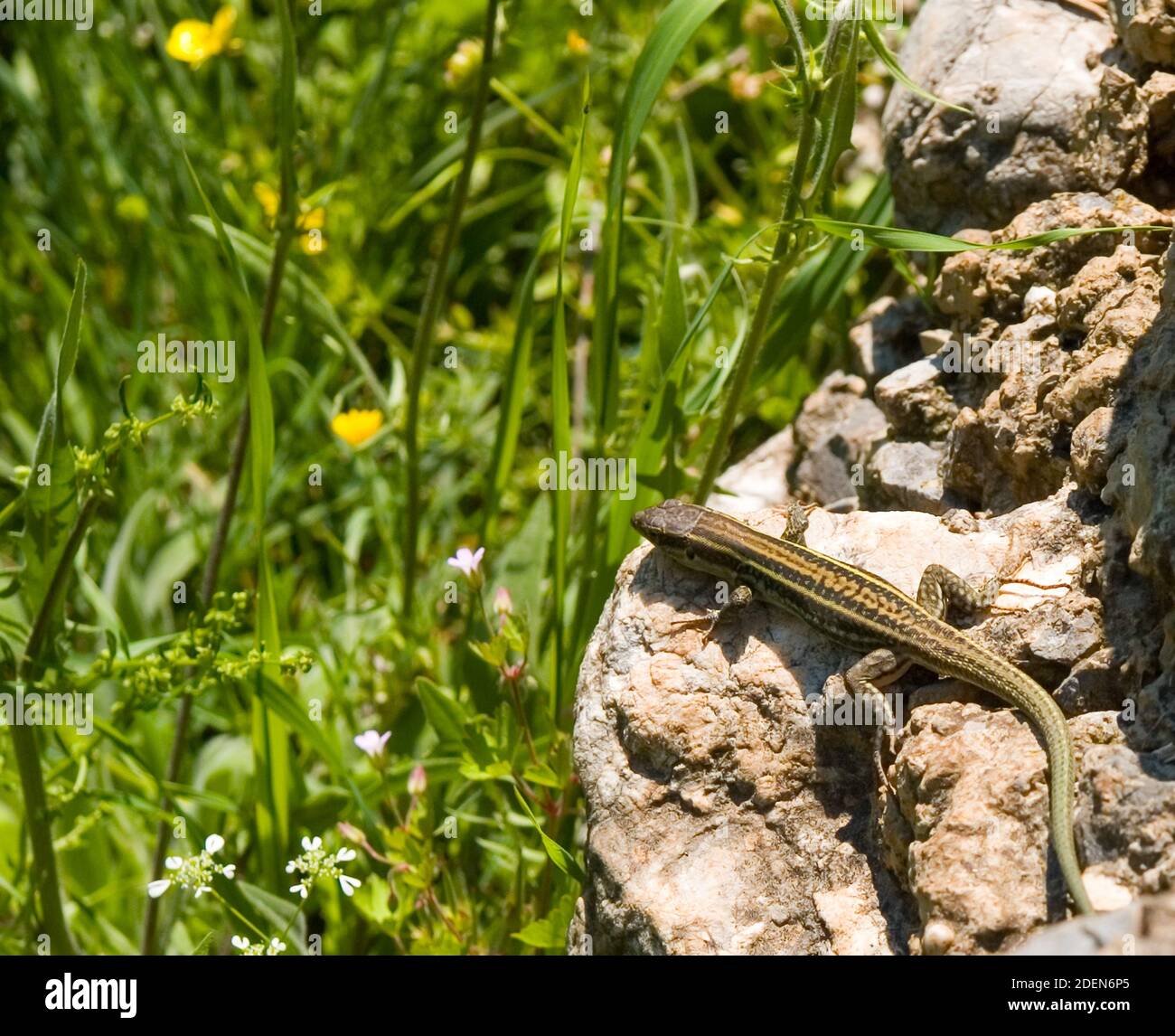 peloponnese wall lizard, podarcis peloponnesiaca in greece Stock Photo ...