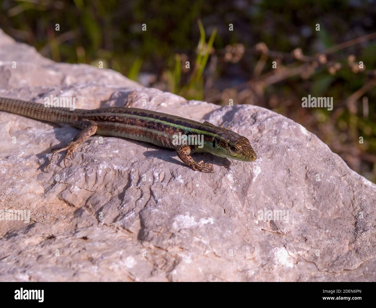 peloponnese wall lizard, podarcis peloponnesiaca in greece Stock Photo ...